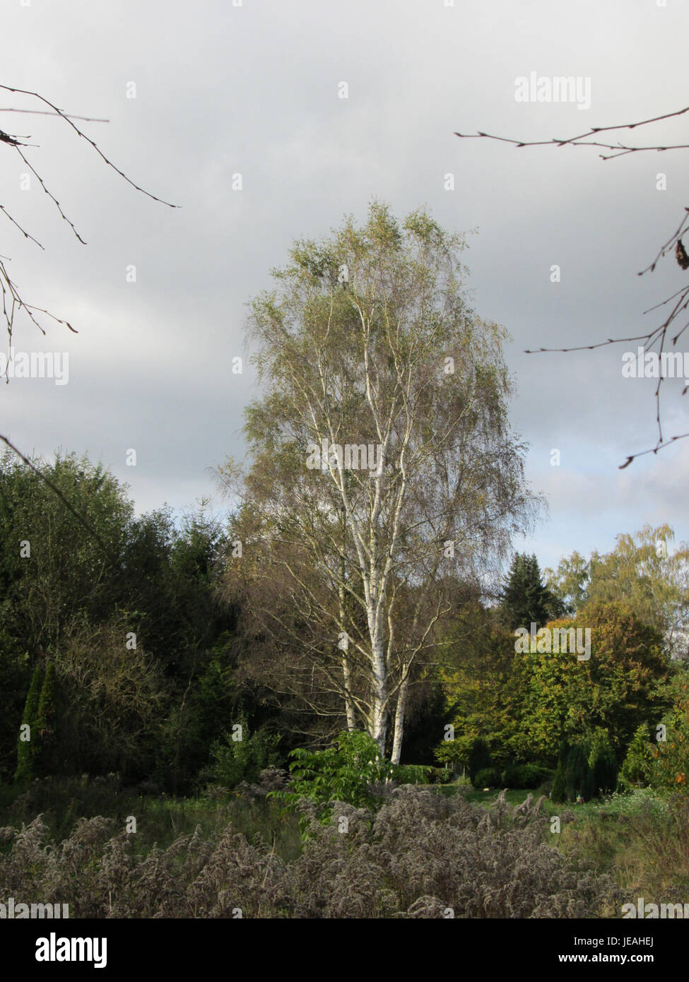 This image features the Silver Birch (Betula pendula), a common ...