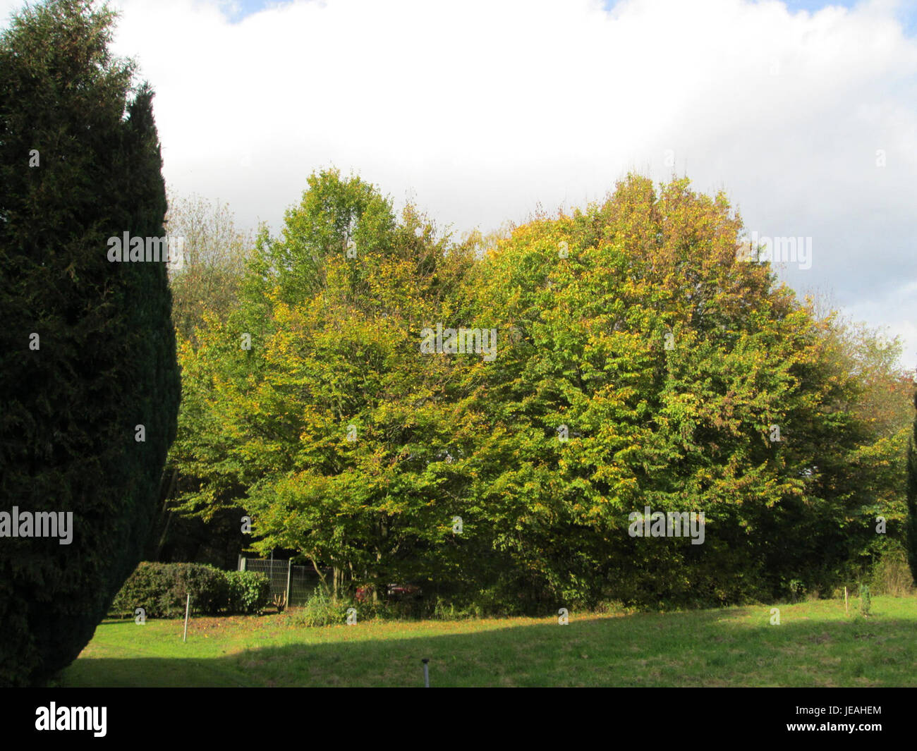 The photograph captures Carpinus betulus, commonly known as European ...