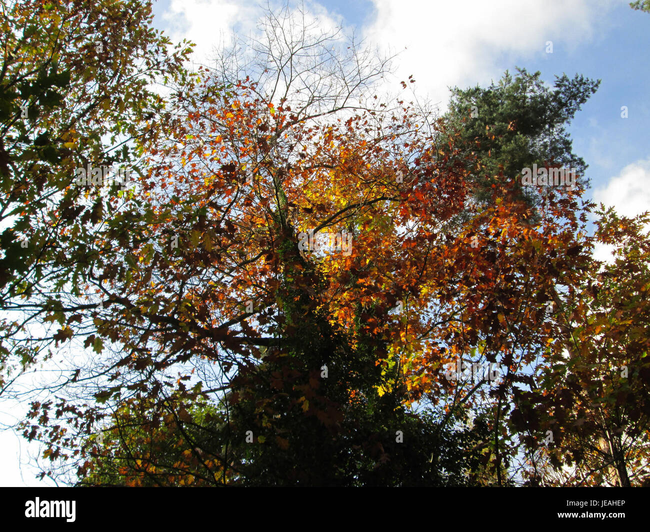 Quercus rubra, commonly known as the Northern Red Oak, is a large ...