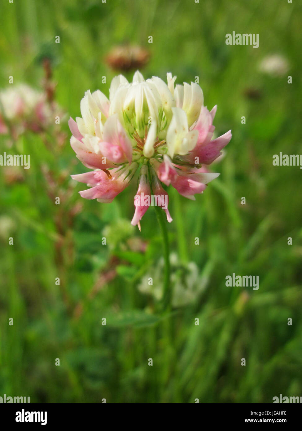 Clover cover crop hi-res stock photography and images - Alamy