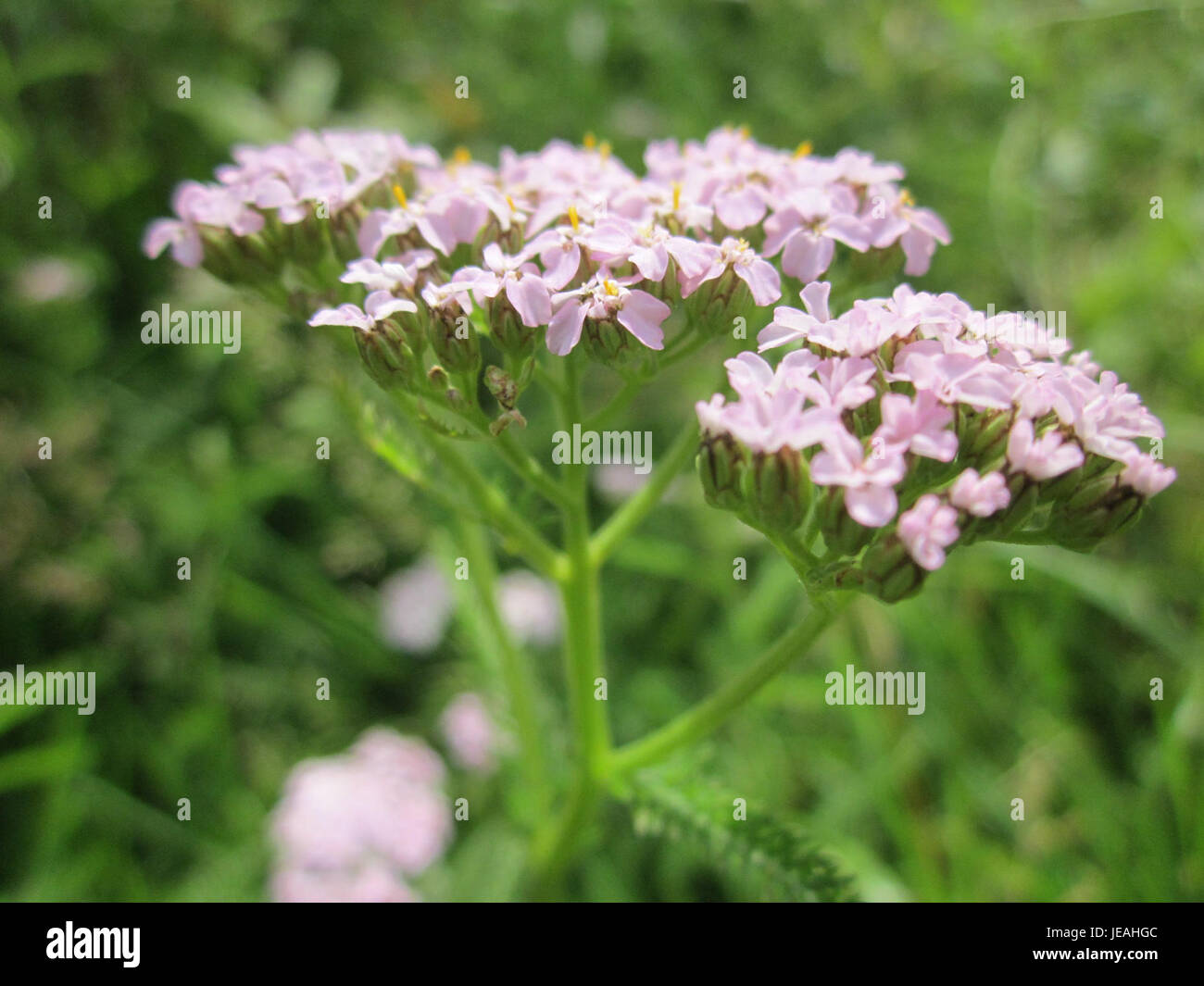 Achillea millefolium, commonly known as yarrow, is shown here in ...