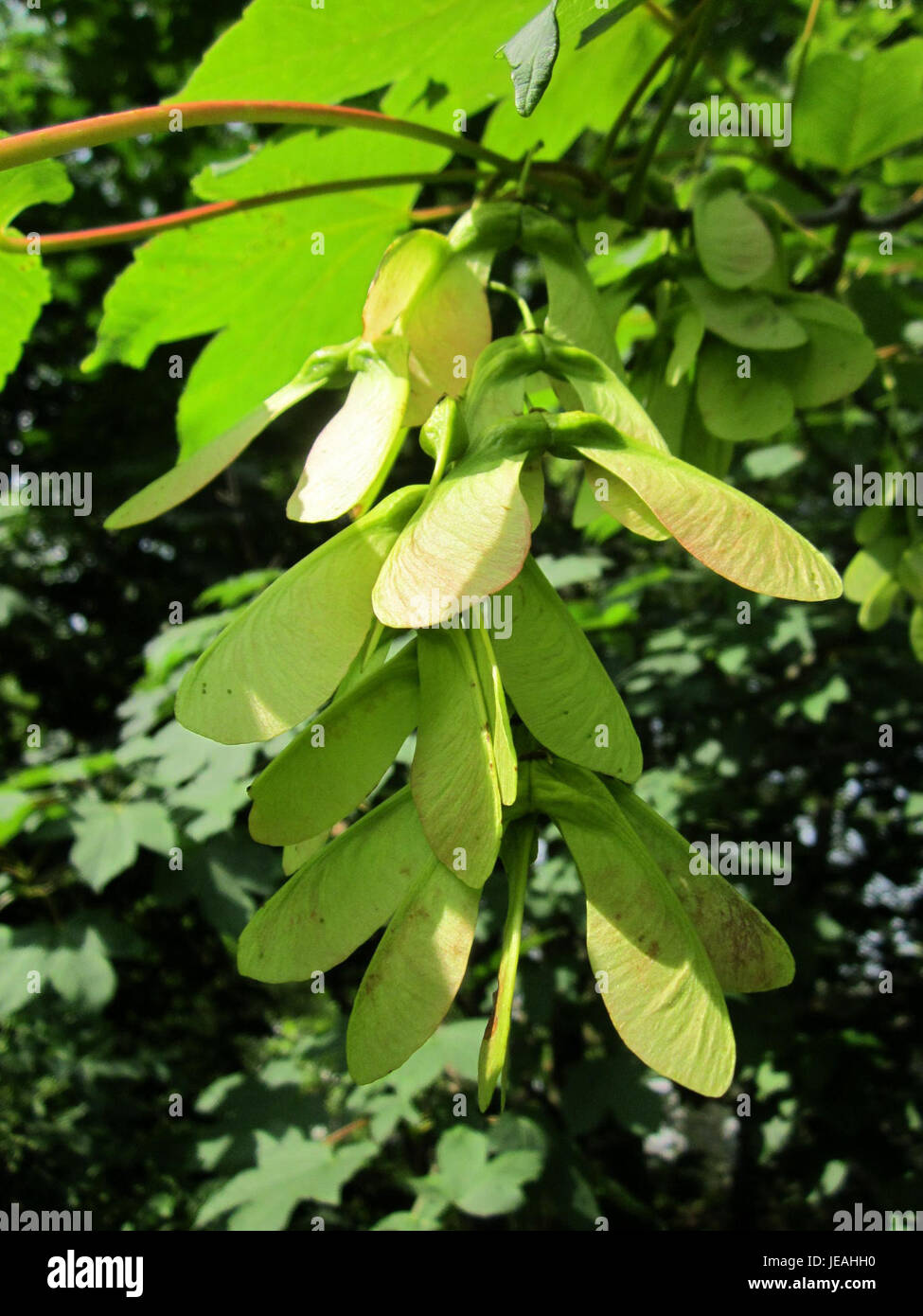 The image shows an Acer pseudoplatanus tree in Saarbrücken, Germany ...