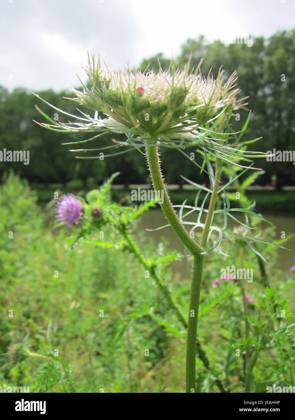 A photograph of Wilde Moehre, a wild carrot species, taken in ...