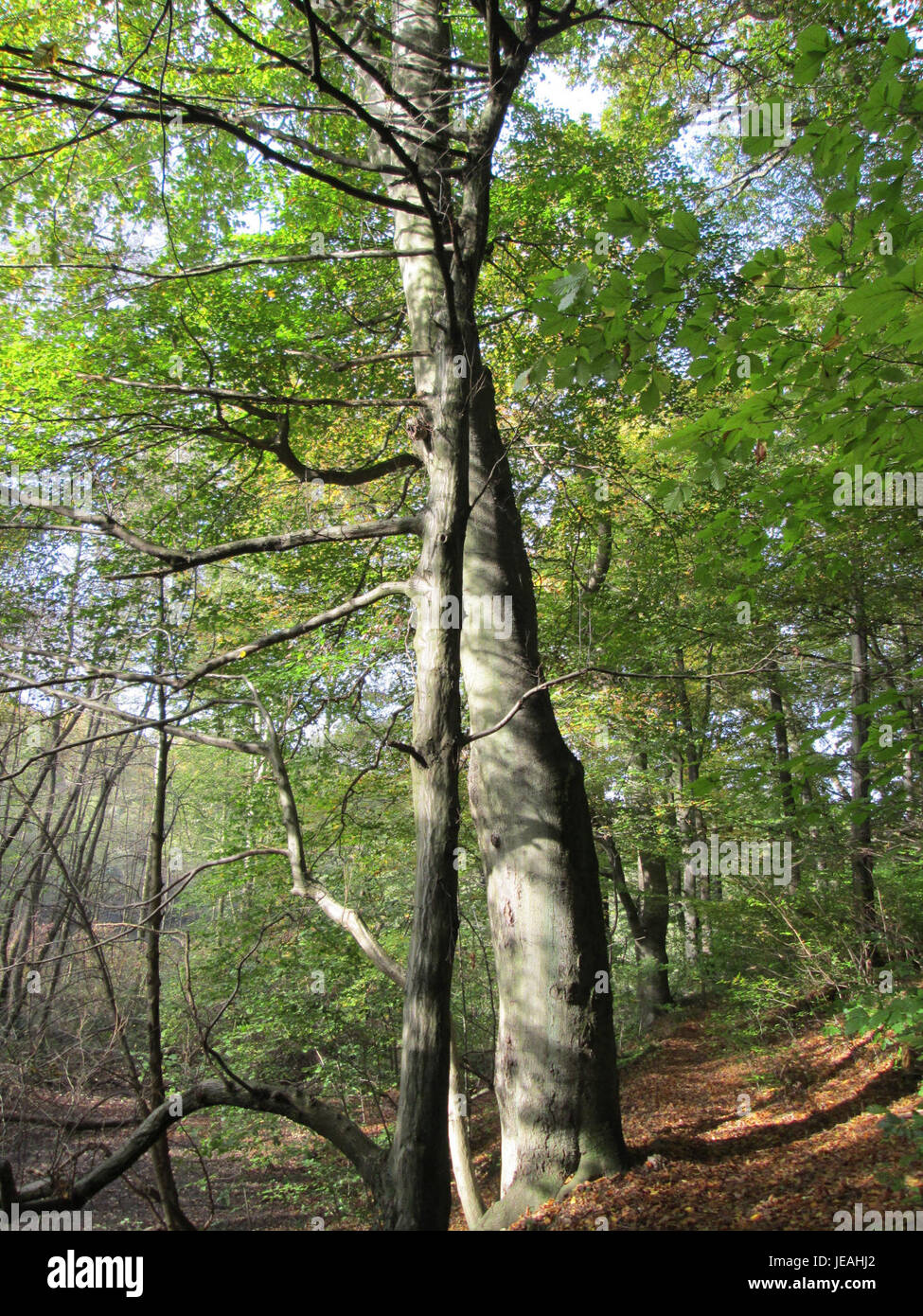 Fagus sylvatica, also known as the European Beech, photographed on ...
