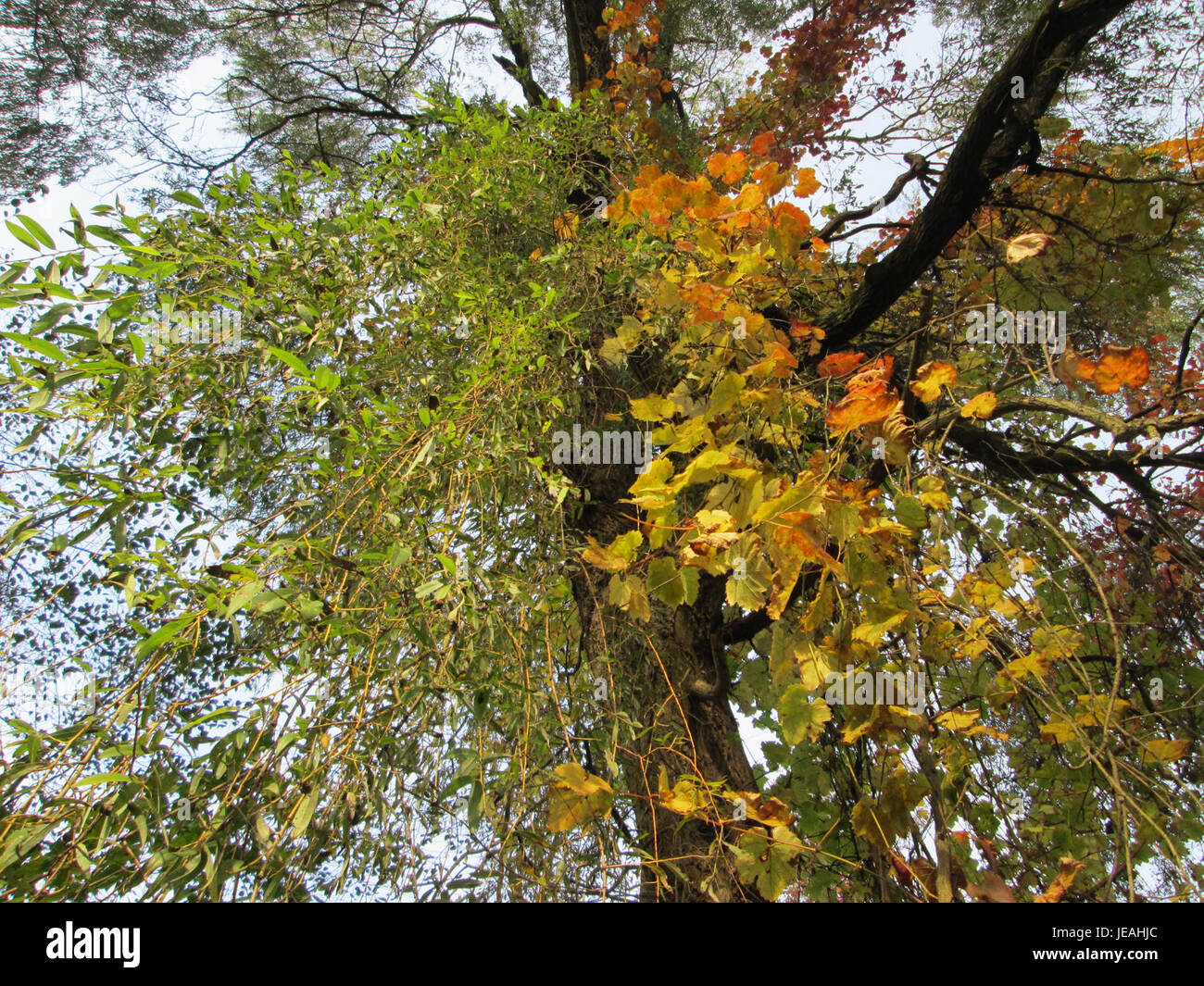 This image depicts Vitis, a genus of flowering plants commonly known as ...