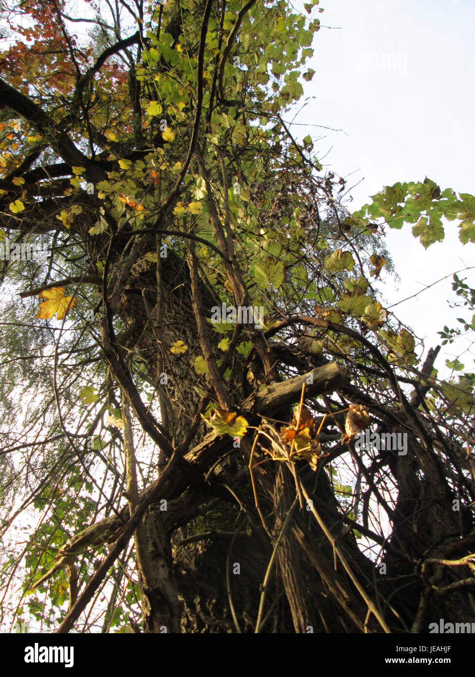 A photograph of Vitis, the genus of plants that includes grapes, taken ...