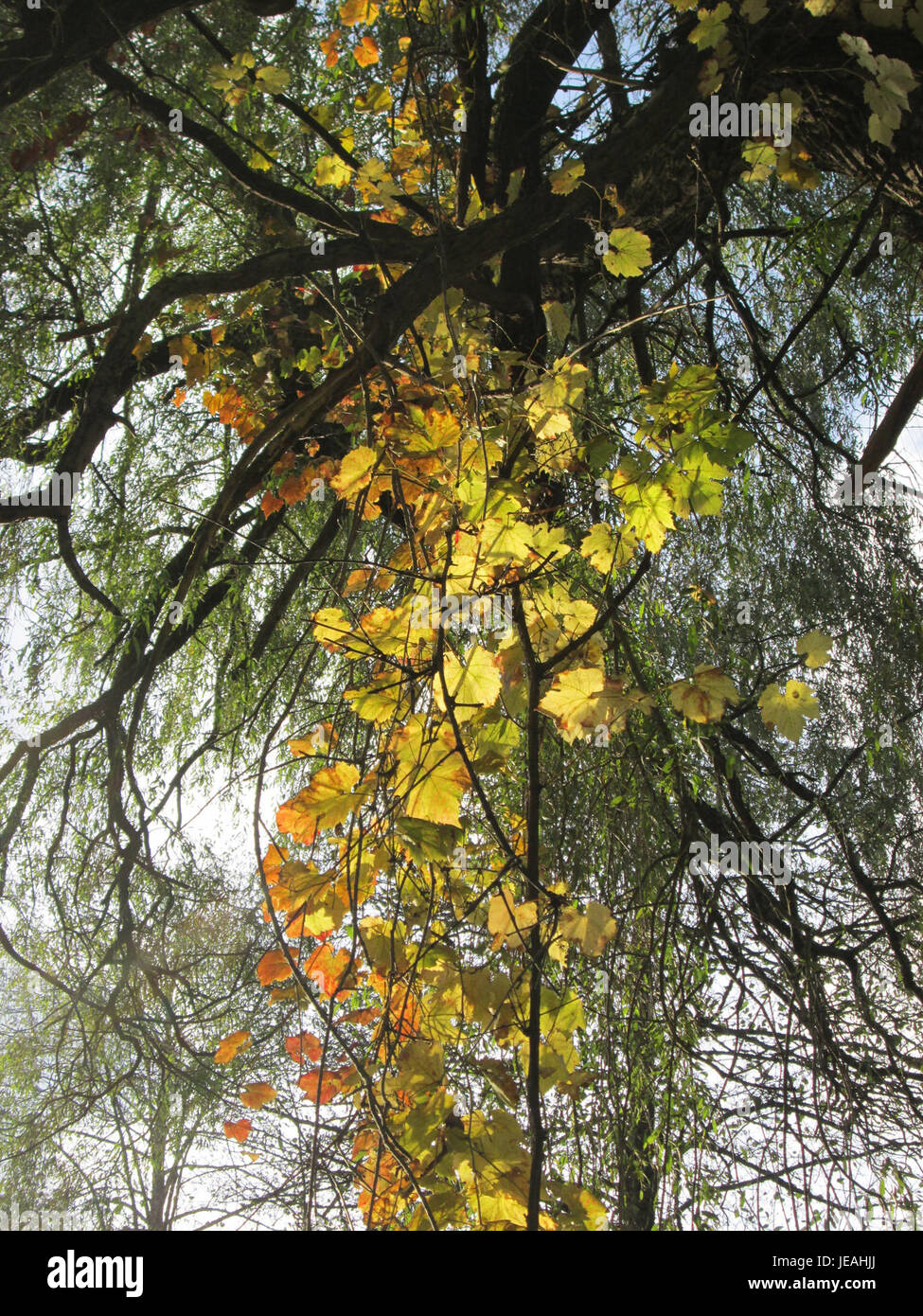 This image depicts Vitis, the genus of plants that includes grapevines ...