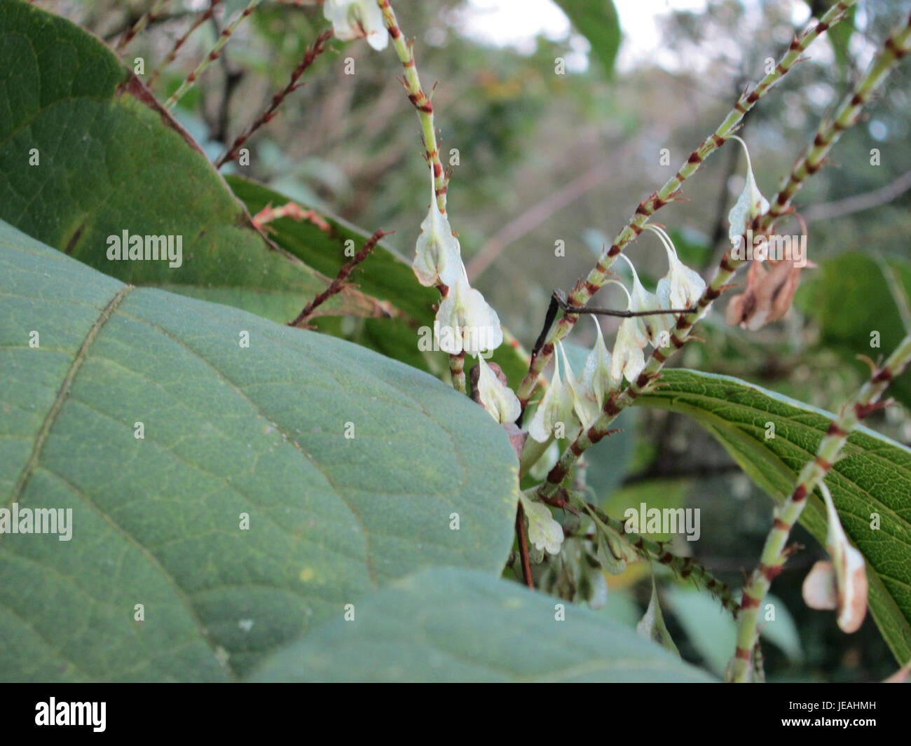 Fallopia japonica, also known as Japanese knotweed, is an invasive ...