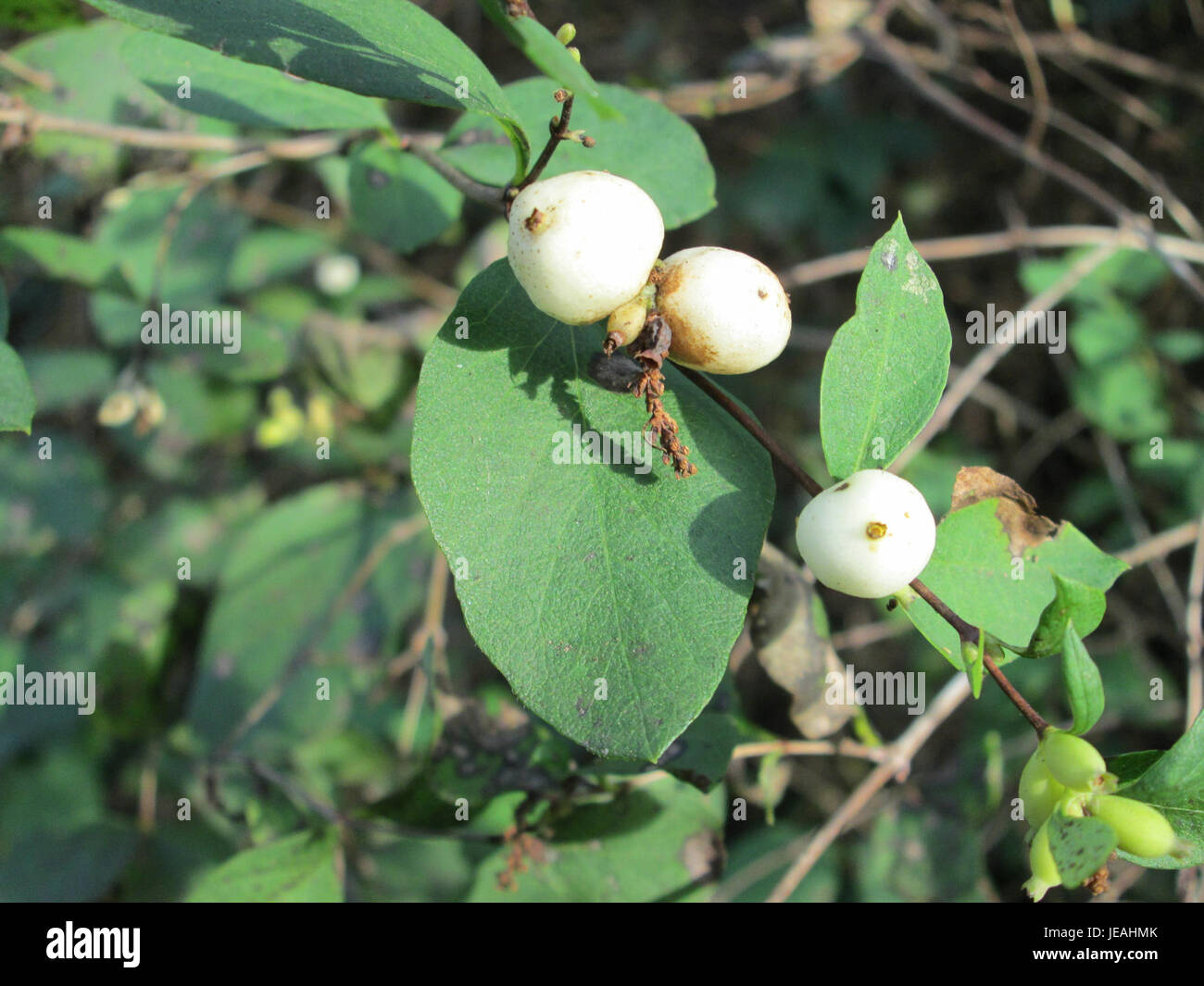 Symphoricarpos albus, commonly known as snowberry, is a shrub with ...