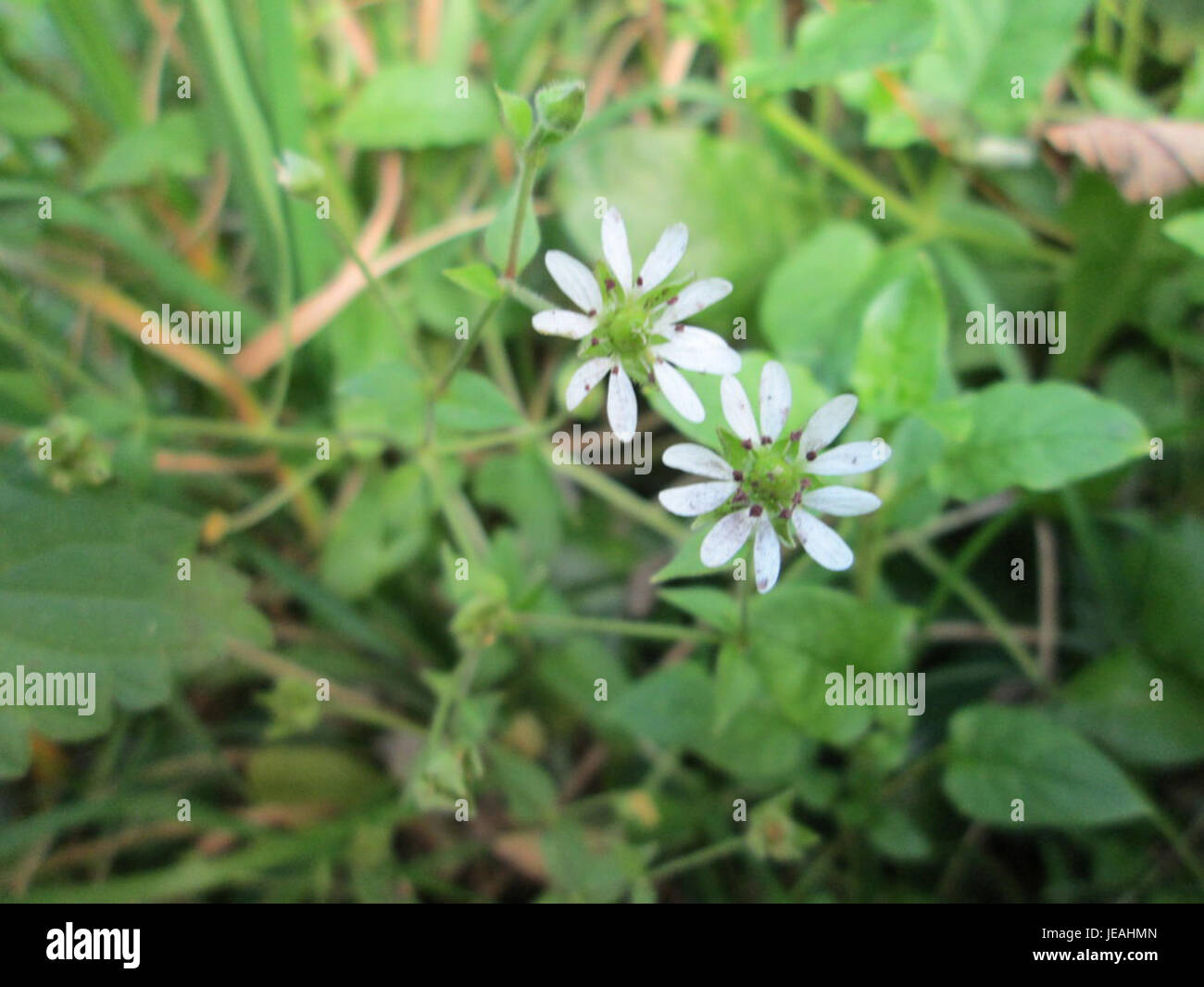 Myosoton aquaticum, also known as water chickweed, is a small, aquatic ...