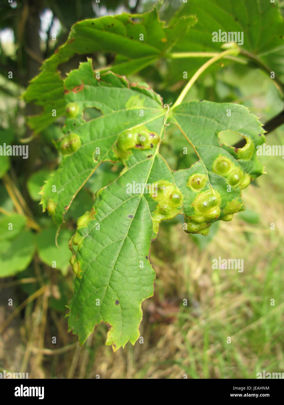 This image captures a Linde tree in Reilingen, known for its broad ...