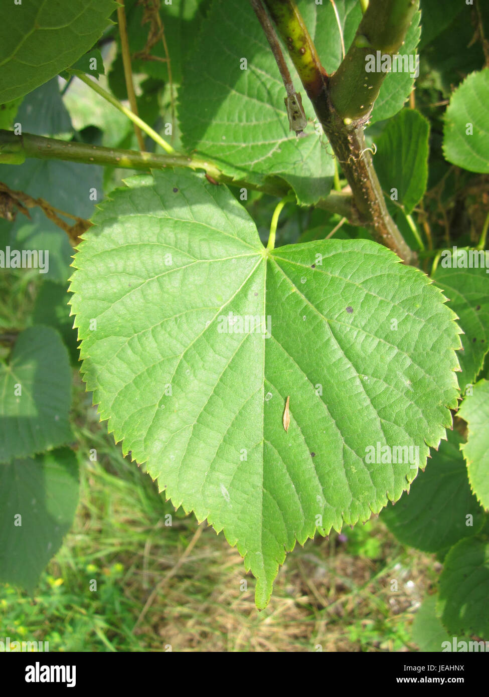 Linden tree flowers clusters hi-res stock photography and images - Alamy