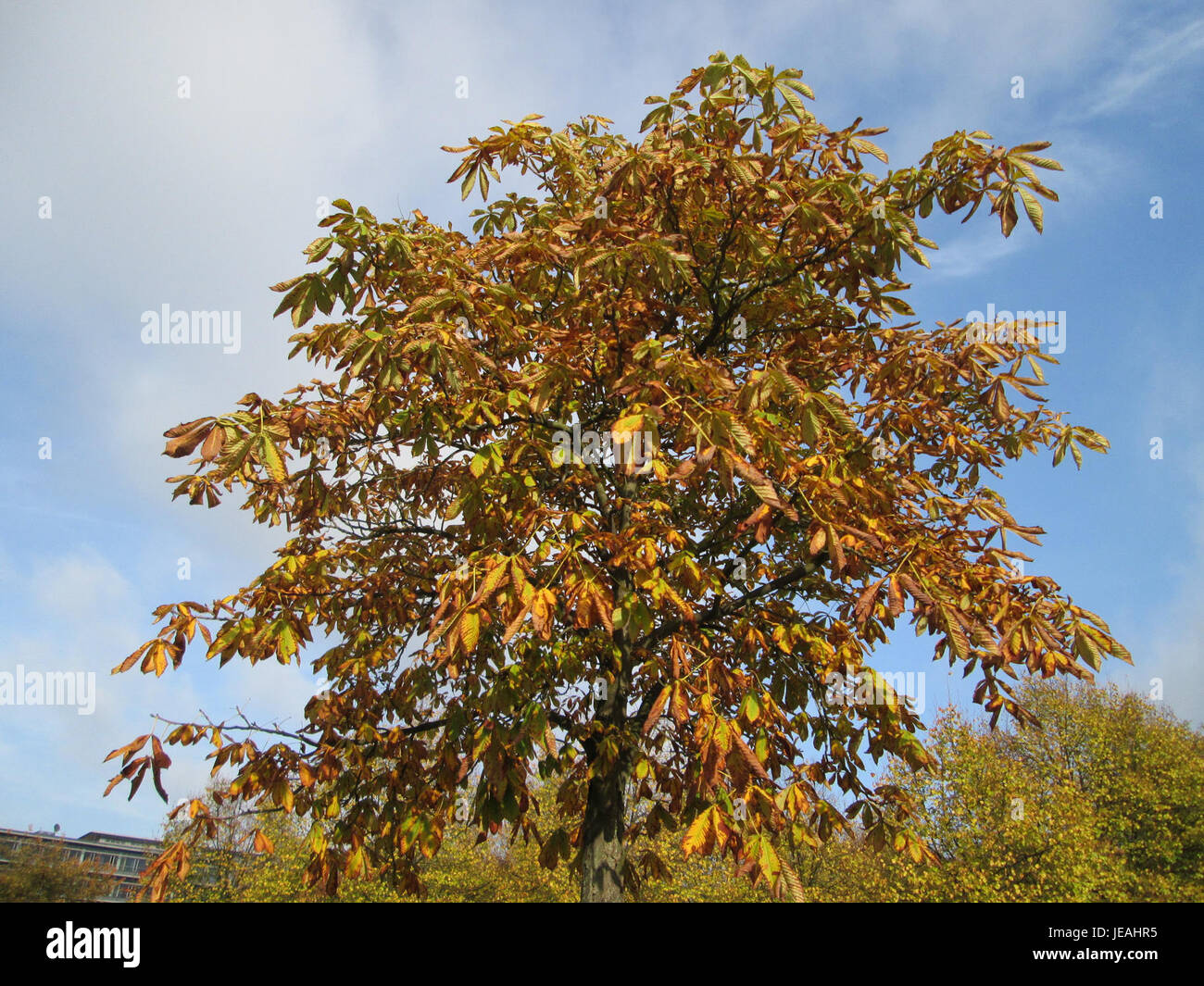 A botanical study of Aesculus hippocastanum, commonly known as the ...