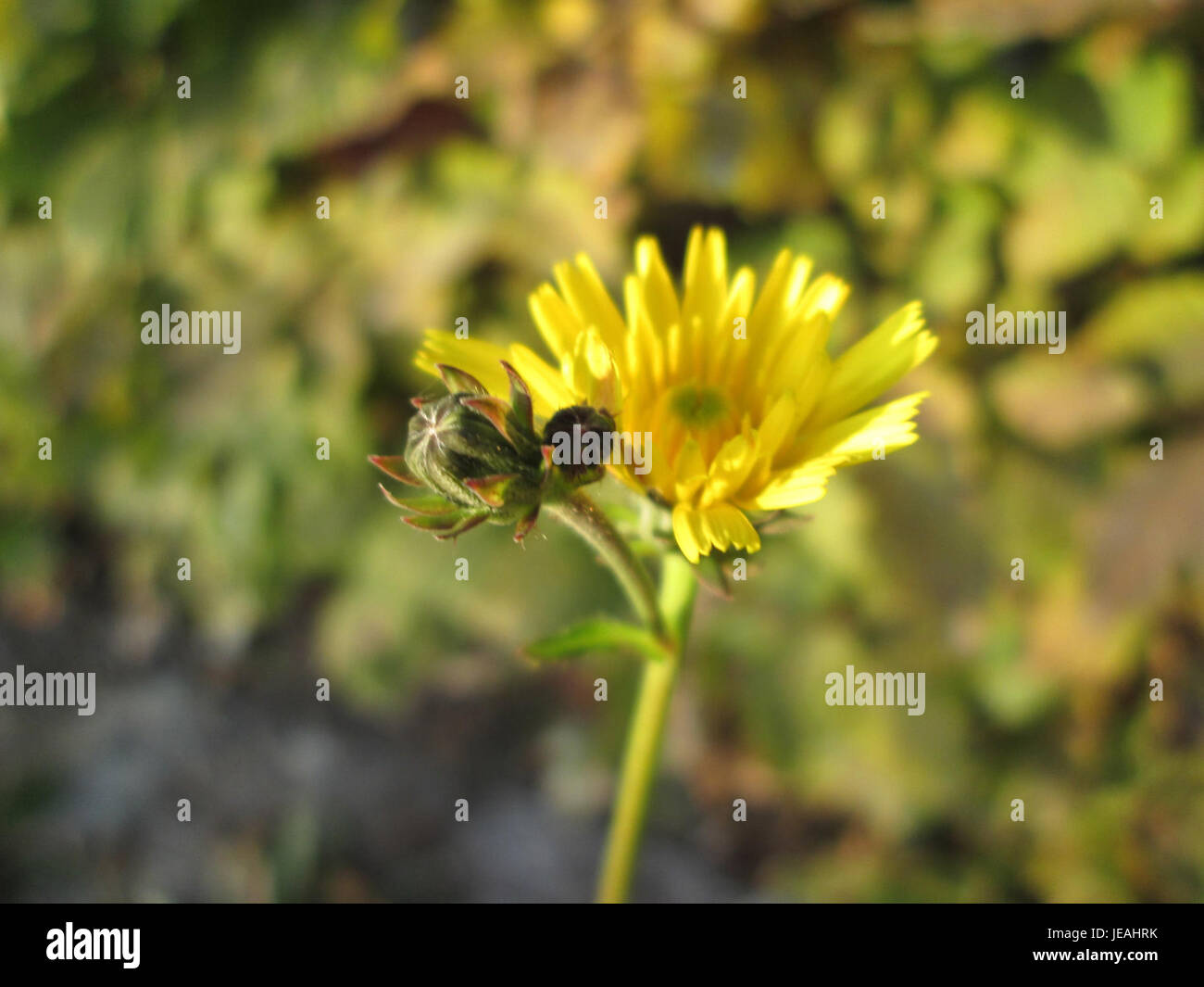 Crepis biennis, commonly known as hairy hawkbit, was observed on ...