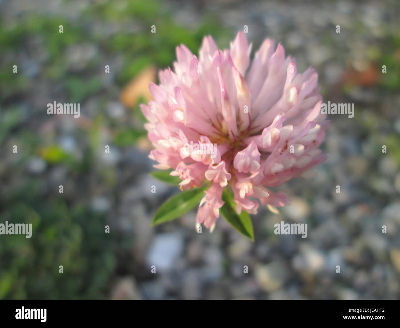Trifolium pratense, also known as red clover, is a perennial plant ...
