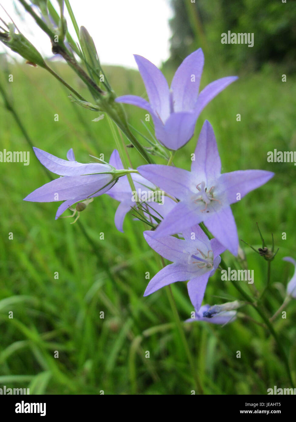 A photograph of *Campanula* species, commonly known as bellflower ...