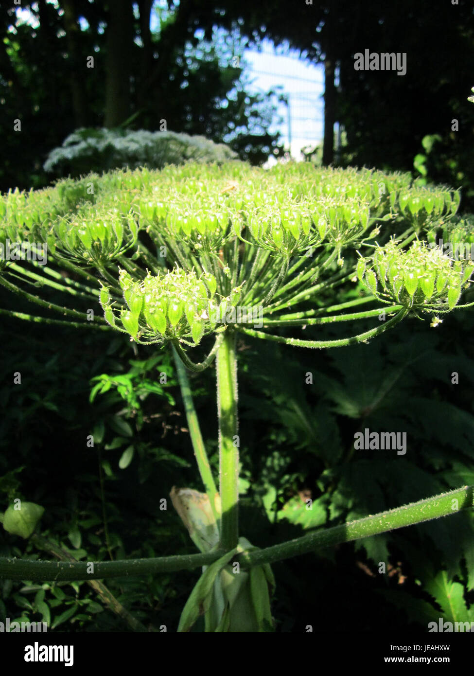 Giant hogweed plant species hi-res stock photography and images - Alamy
