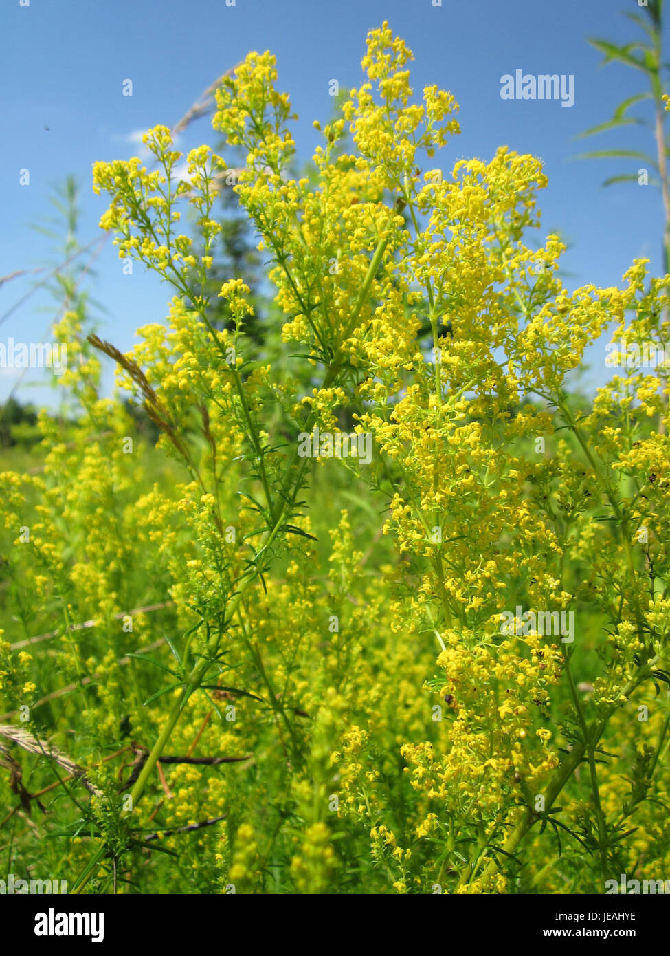 *Labkraut* (Galium verum), also known as yellow bedstraw, is a ...