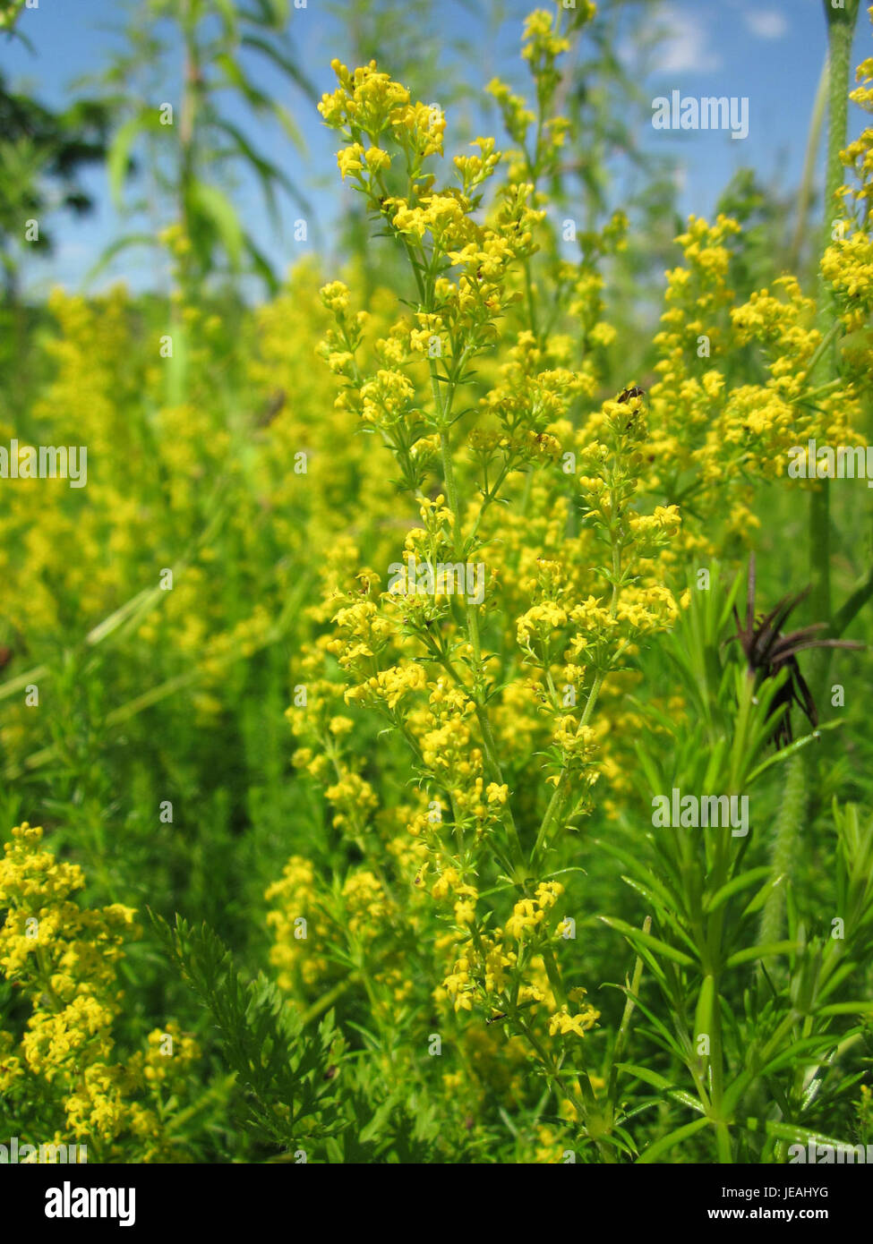 Image shows local family hi-res stock photography and images - Alamy