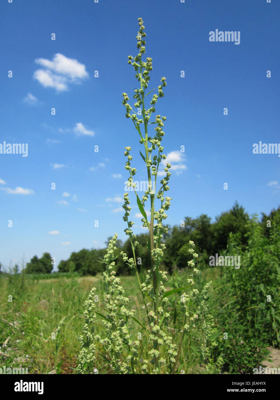 Goosefoot pattern hi-res stock photography and images - Alamy