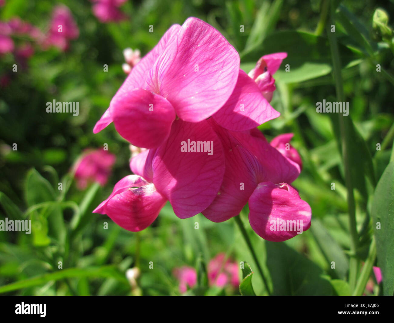 Sustainable production pea pods hi-res stock photography and images - Alamy