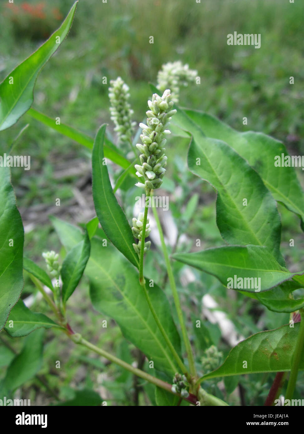 Dock species hi-res stock photography and images - Alamy