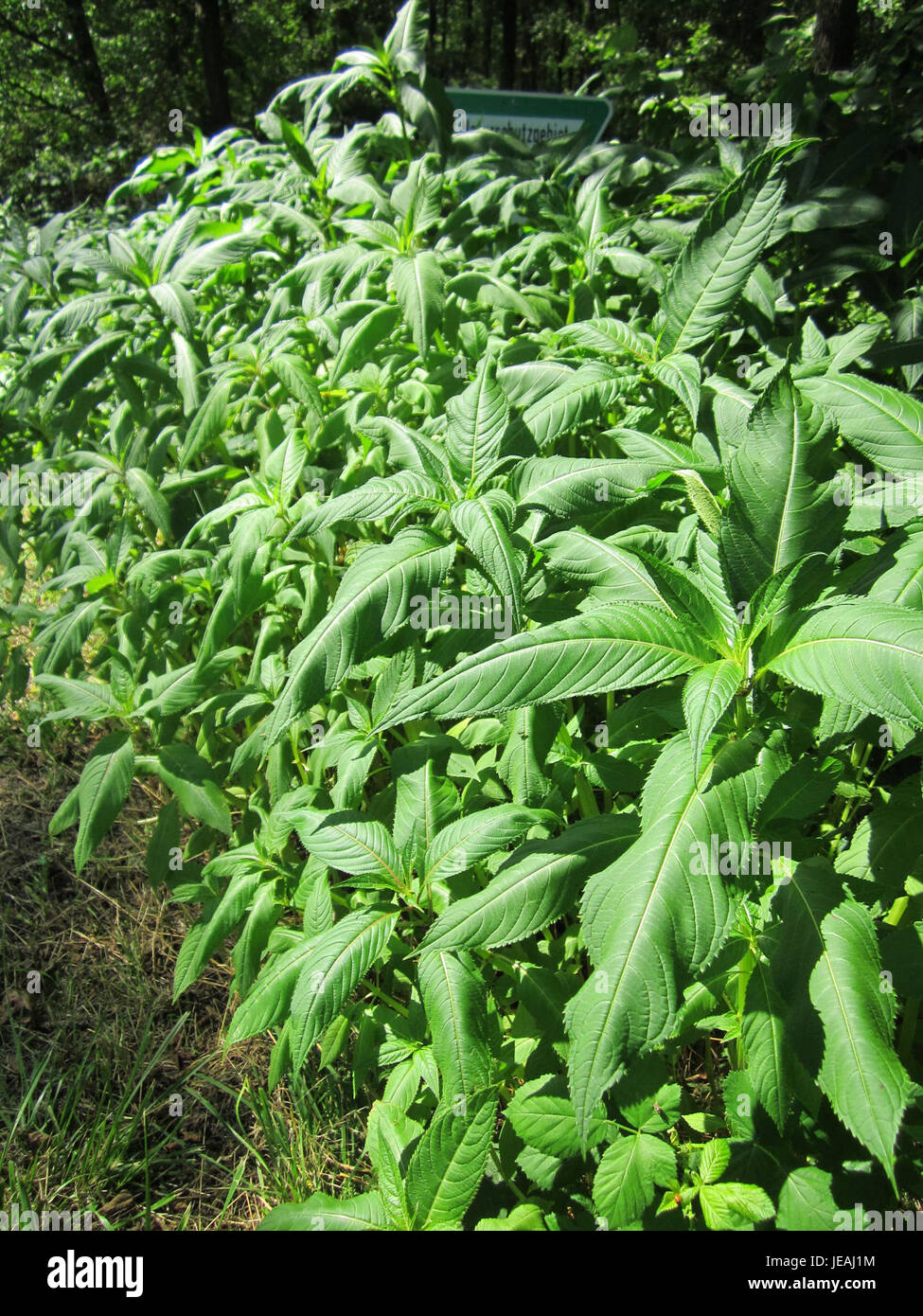 Non native plant species himalayas hi-res stock photography and images ...