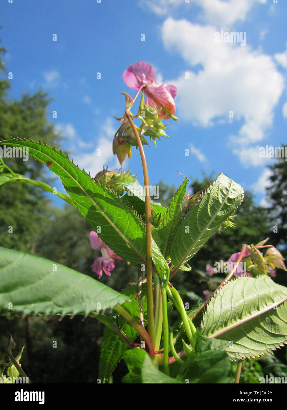 This image shows Springkraut, also known as Impatiens glandulifera, in ...