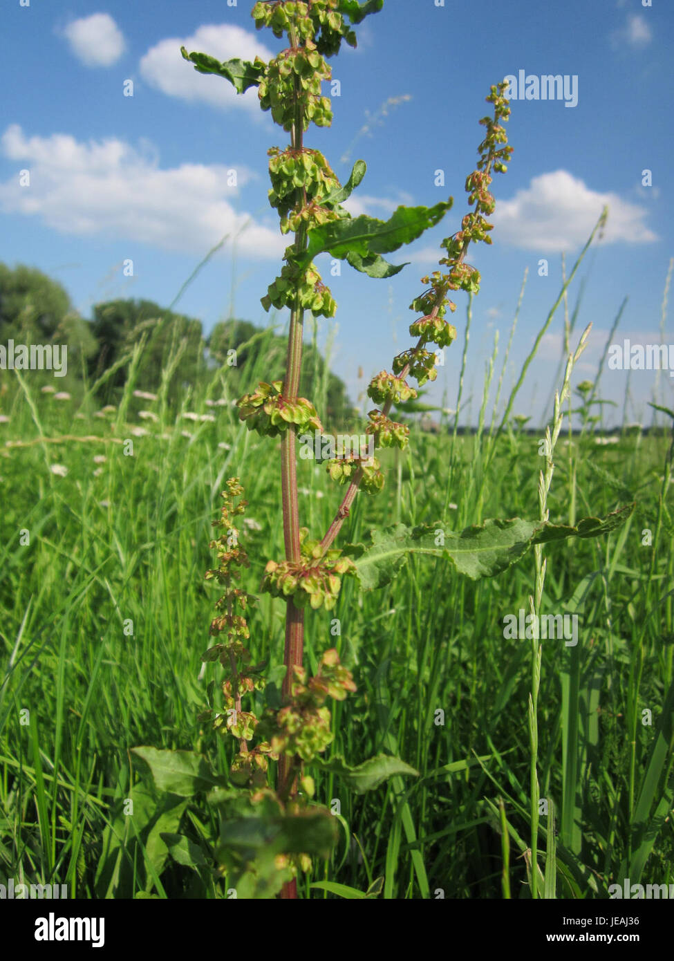 Stumpfer ampfer hi-res stock photography and images - Alamy