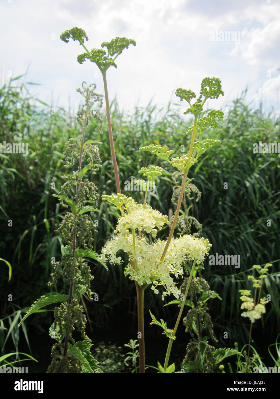 This image from July 9, 2013, shows a Maedesuess, a typical German ...