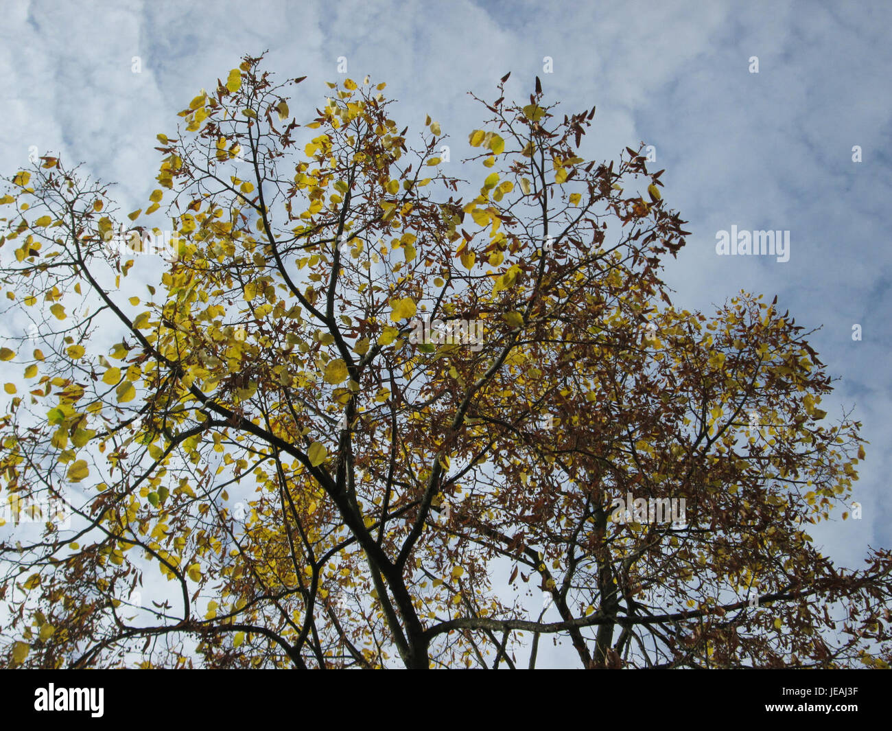 Tilia cordata, commonly known as the littleleaf linden, observed on ...