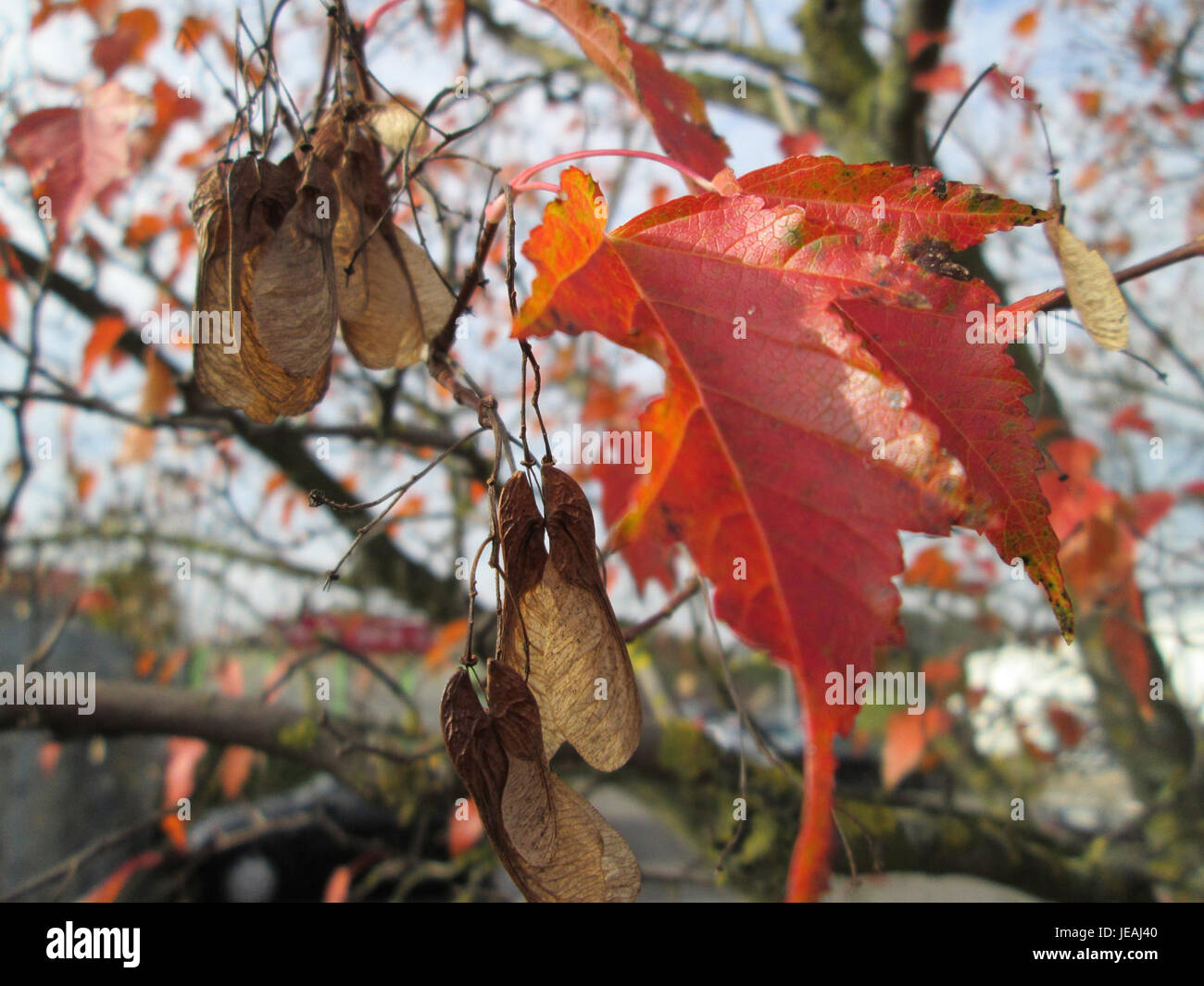 Acer platanoides, commonly known as the Norway maple, is a large ...