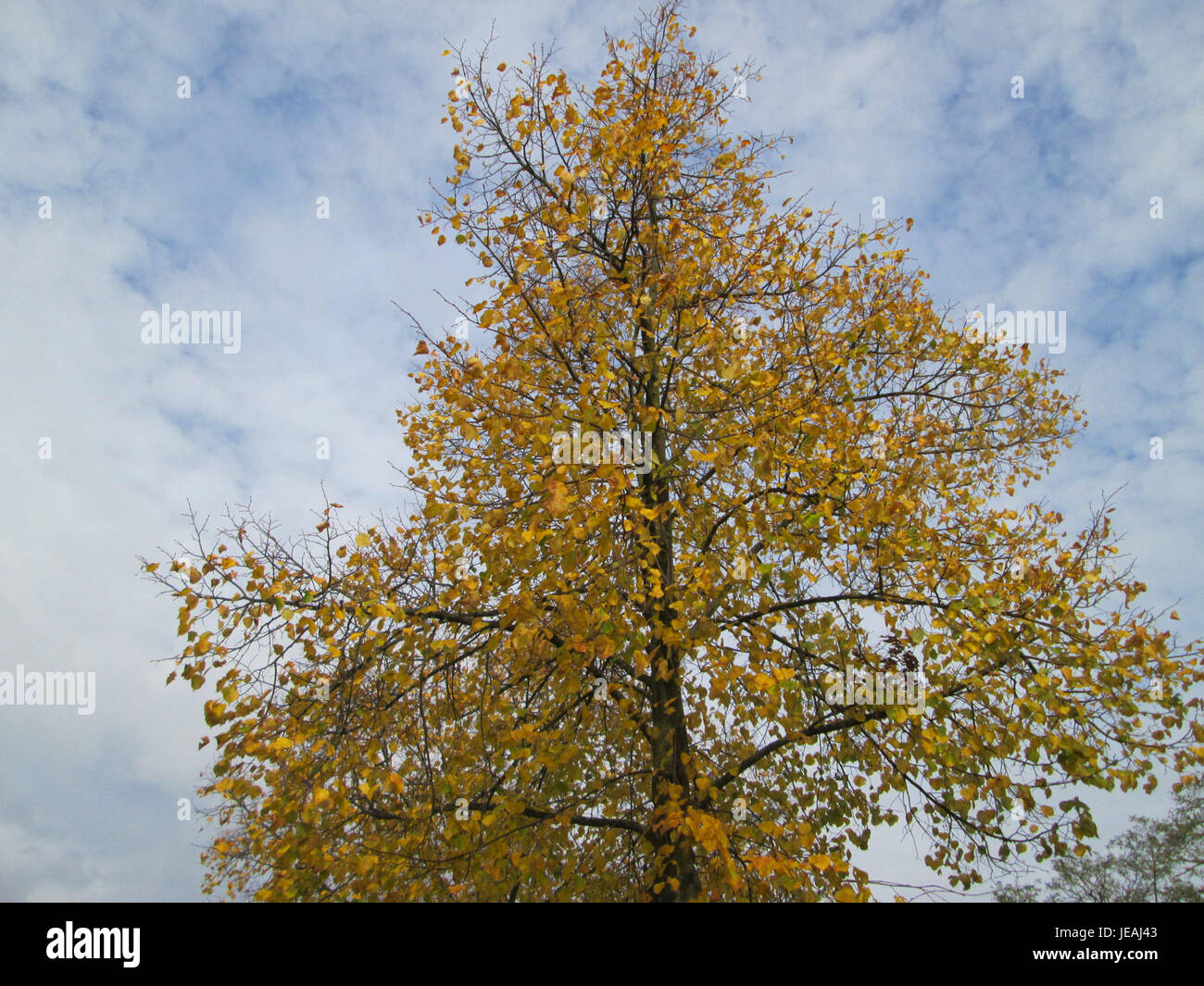 Lime tree leaves in hi-res stock photography and images - Alamy