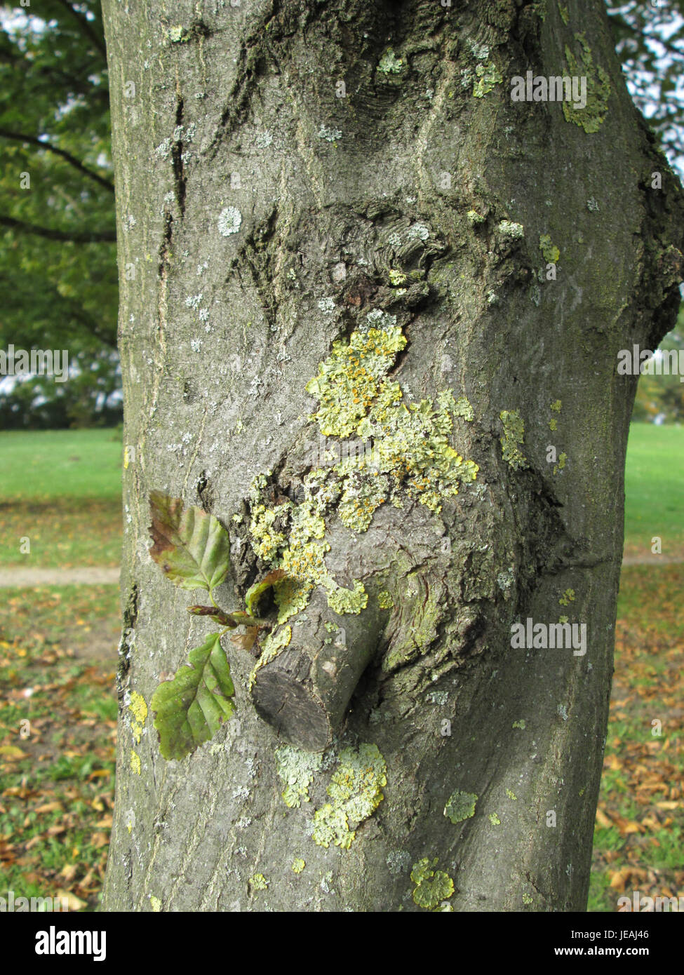 Carpinus betulus, commonly known as the European Hornbeam, is a ...