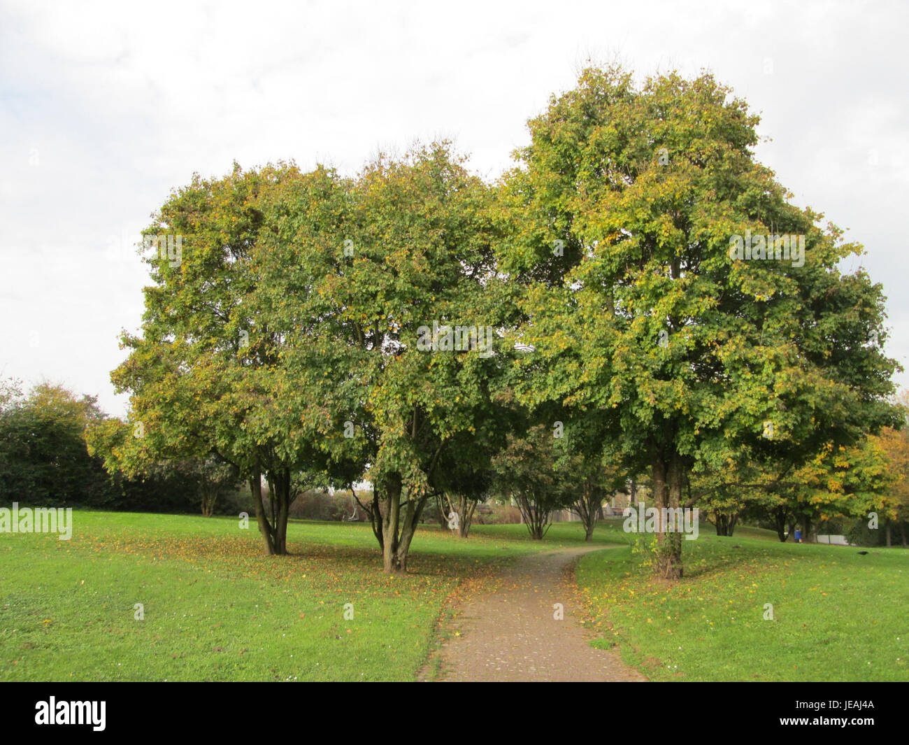 Acer campestre maple leaves in hi-res stock photography and images - Alamy