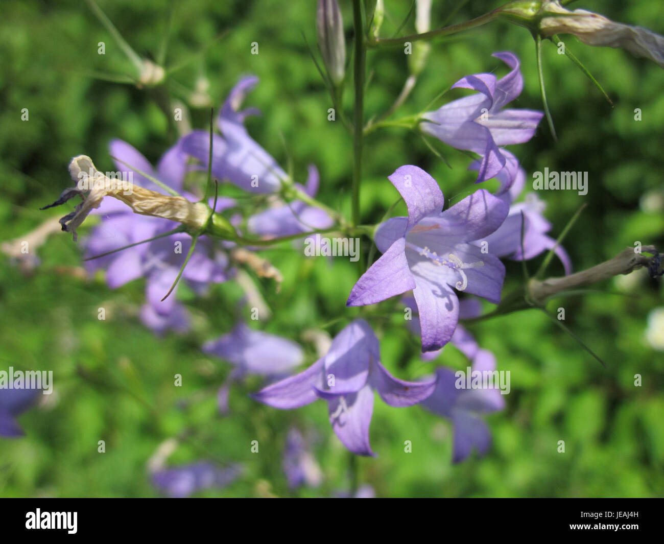 Bellflower garden hi-res stock photography and images - Alamy