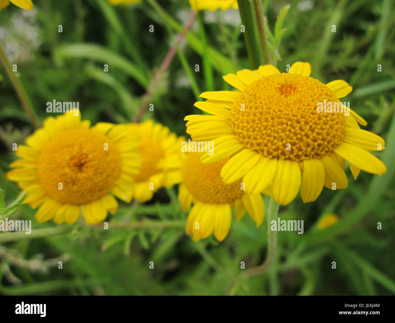 Anthemis flowers hi-res stock photography and images - Alamy