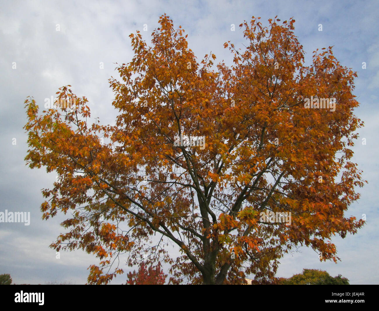 Quercus rubra tall hi-res stock photography and images - Alamy