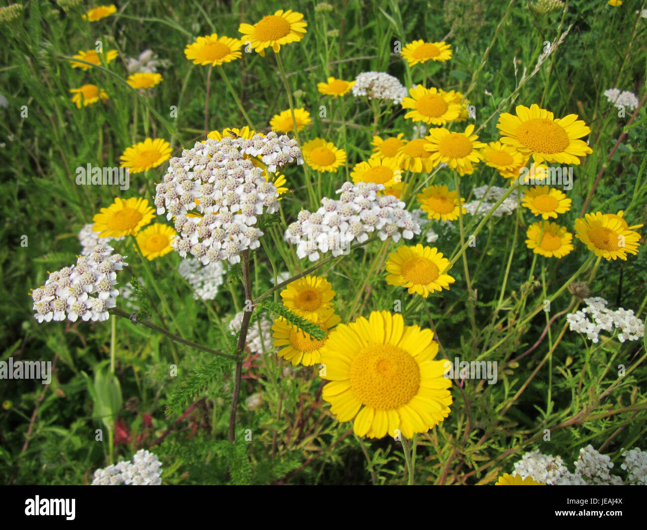 A photograph of Faerberkamille, also known as Anthemis tinctoria, taken ...