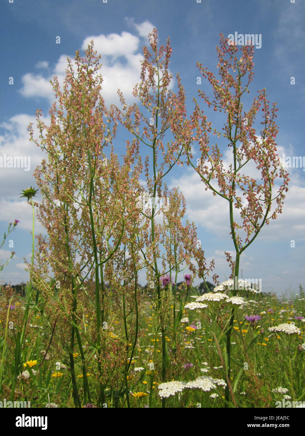 Ampfer (Rumex) is a genus of plants commonly found in disturbed soils ...