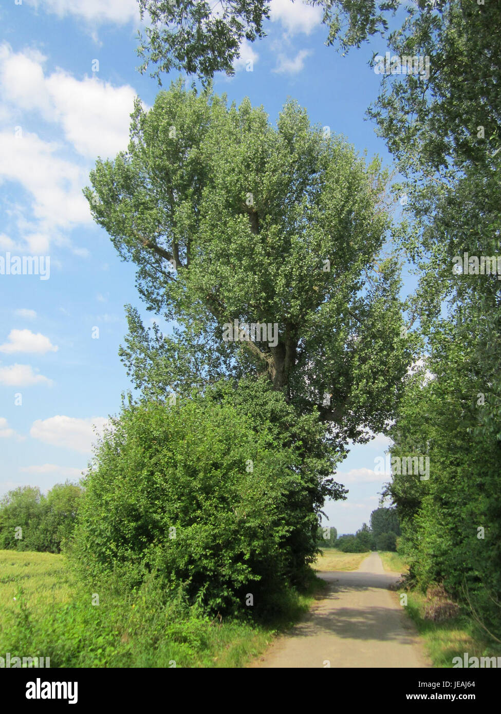 A photo of a poplar tree along the Hockenheimer Rheinbogen, Germany ...