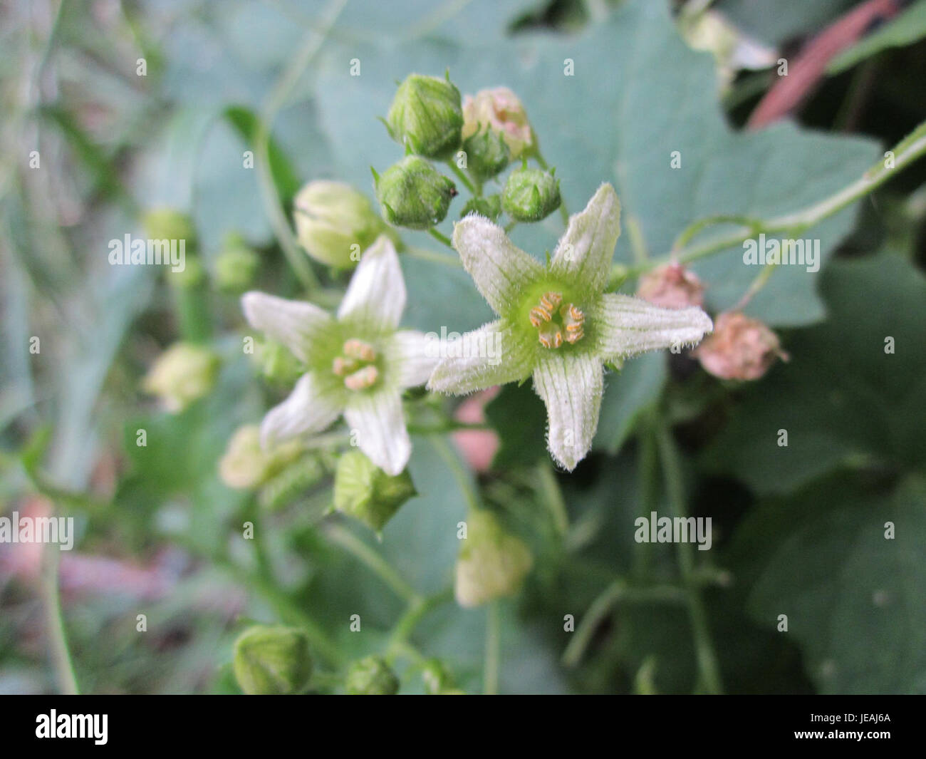 Plant white bryony bryonia hi-res stock photography and images - Alamy