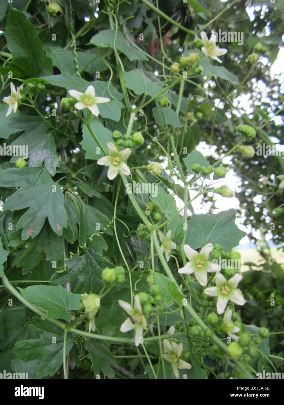 Plant white bryony bryonia hi-res stock photography and images - Alamy