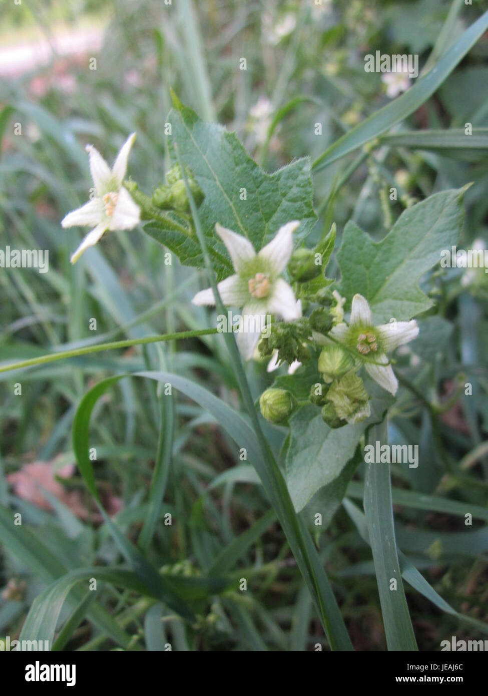 Plant white bryony bryonia hi-res stock photography and images - Alamy
