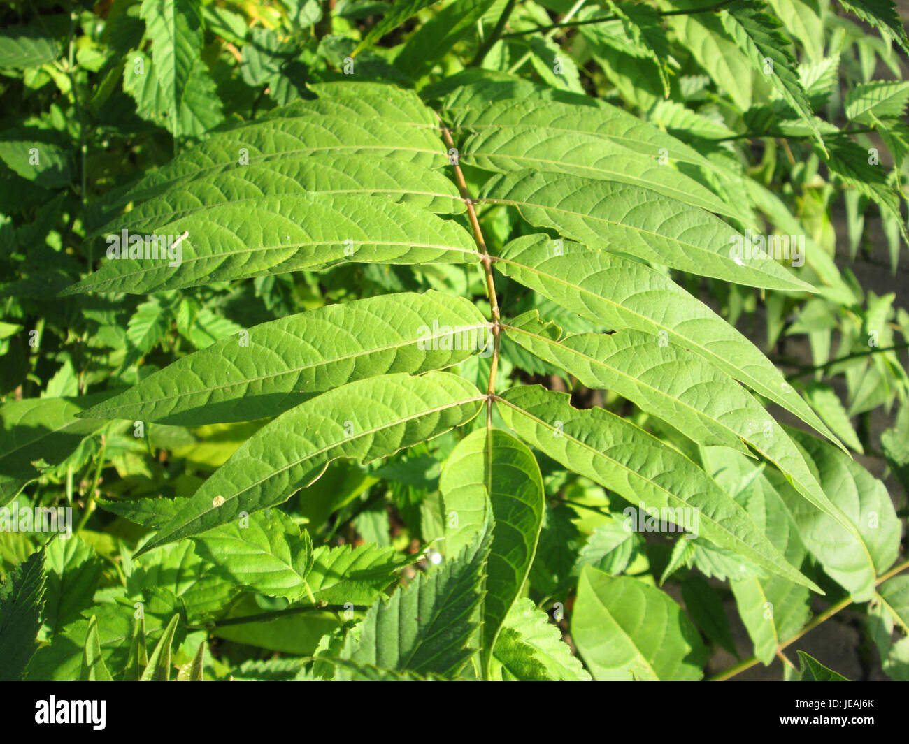 Ailanthus altissima, also known as the tree of heaven, is an invasive ...