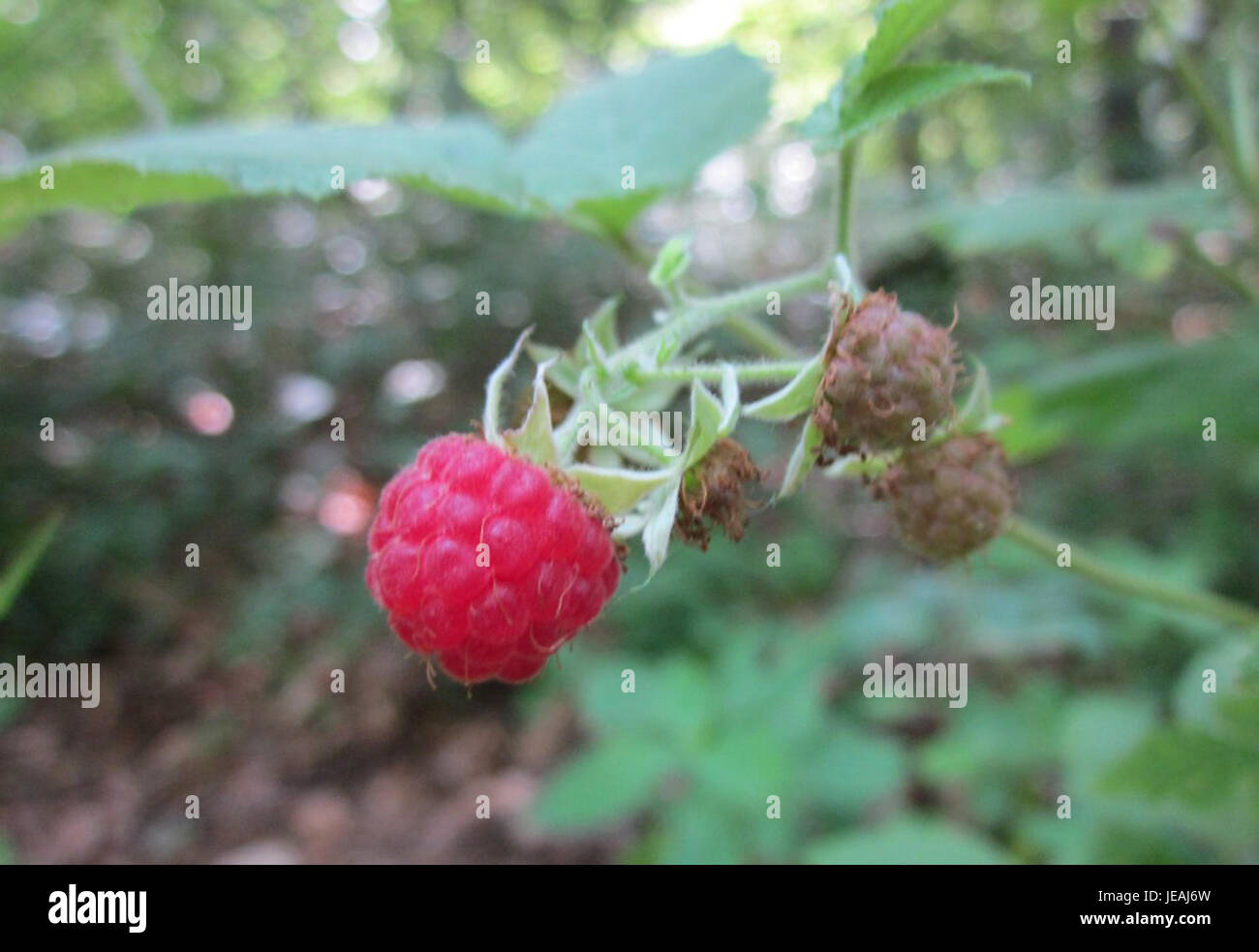 The image shows raspberries (Rubus idaeus) growing in Schwetzinger ...