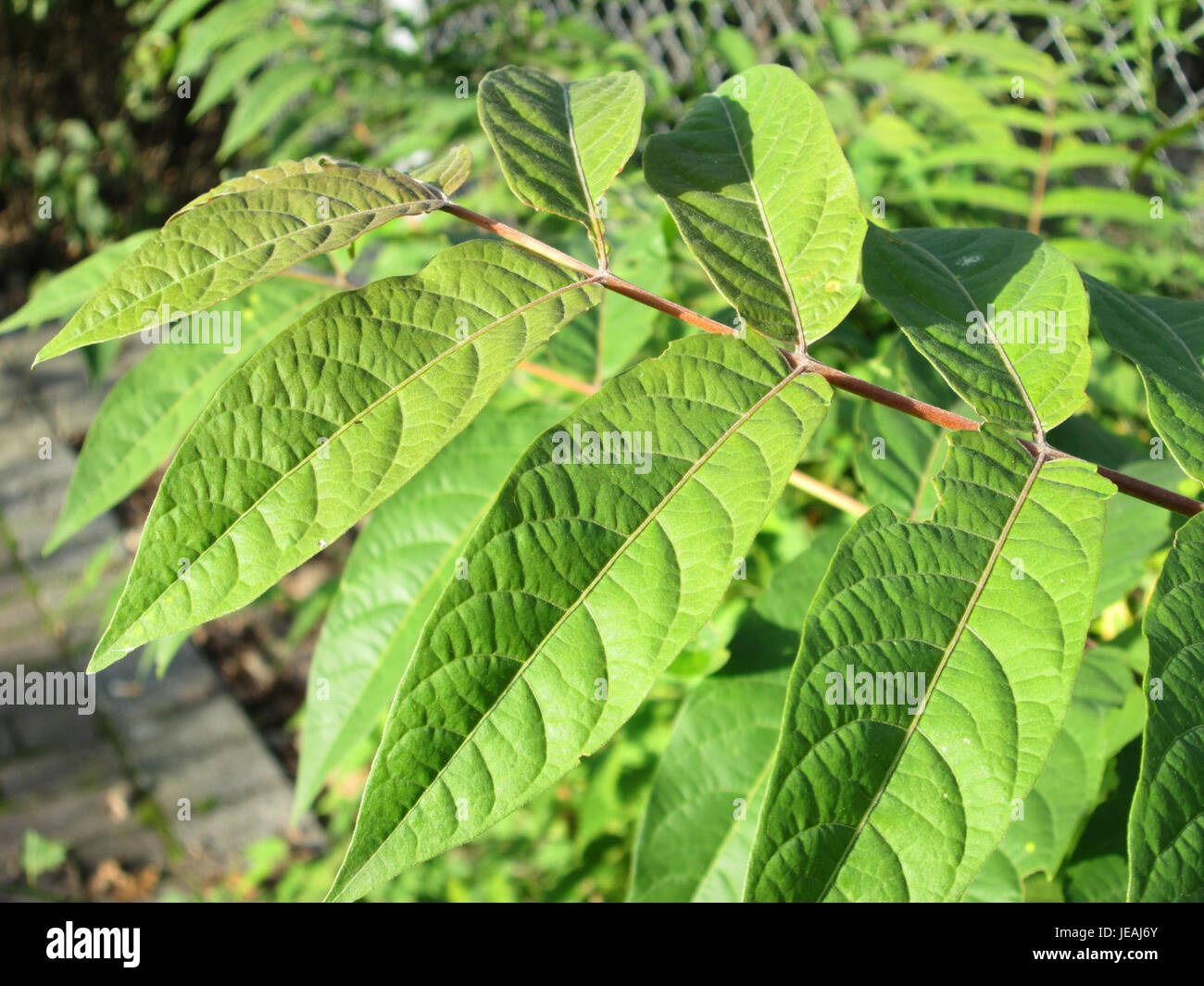Ailanthus altissima, also known as the tree of heaven, is a fast ...