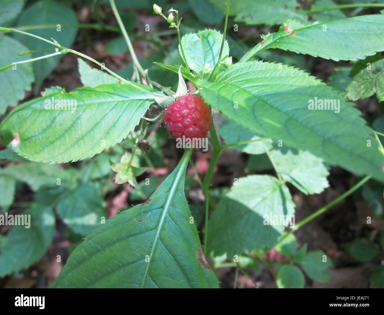 Raspberry production hi-res stock photography and images - Alamy