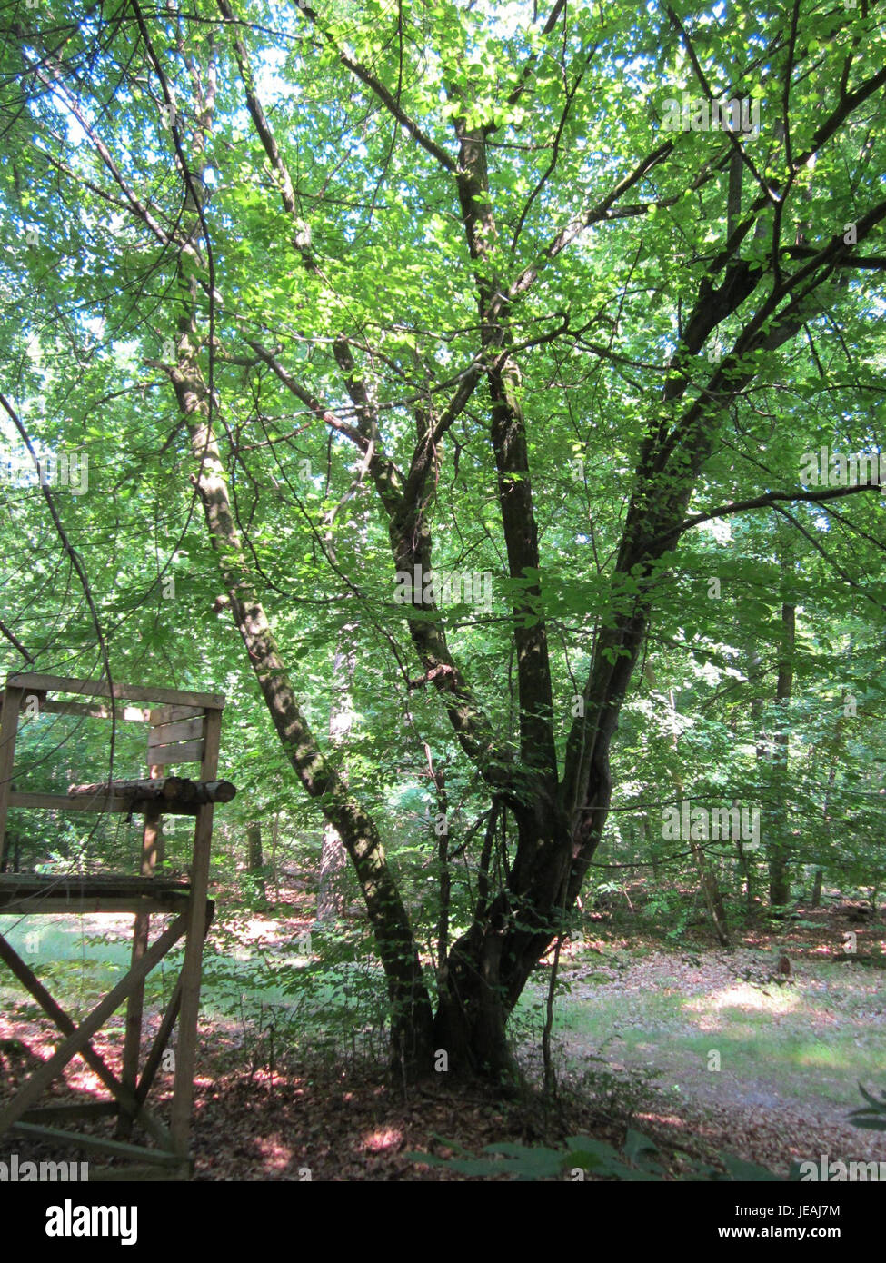 The image features a Hainbuche (hornbeam) tree located in Schwetzinger ...
