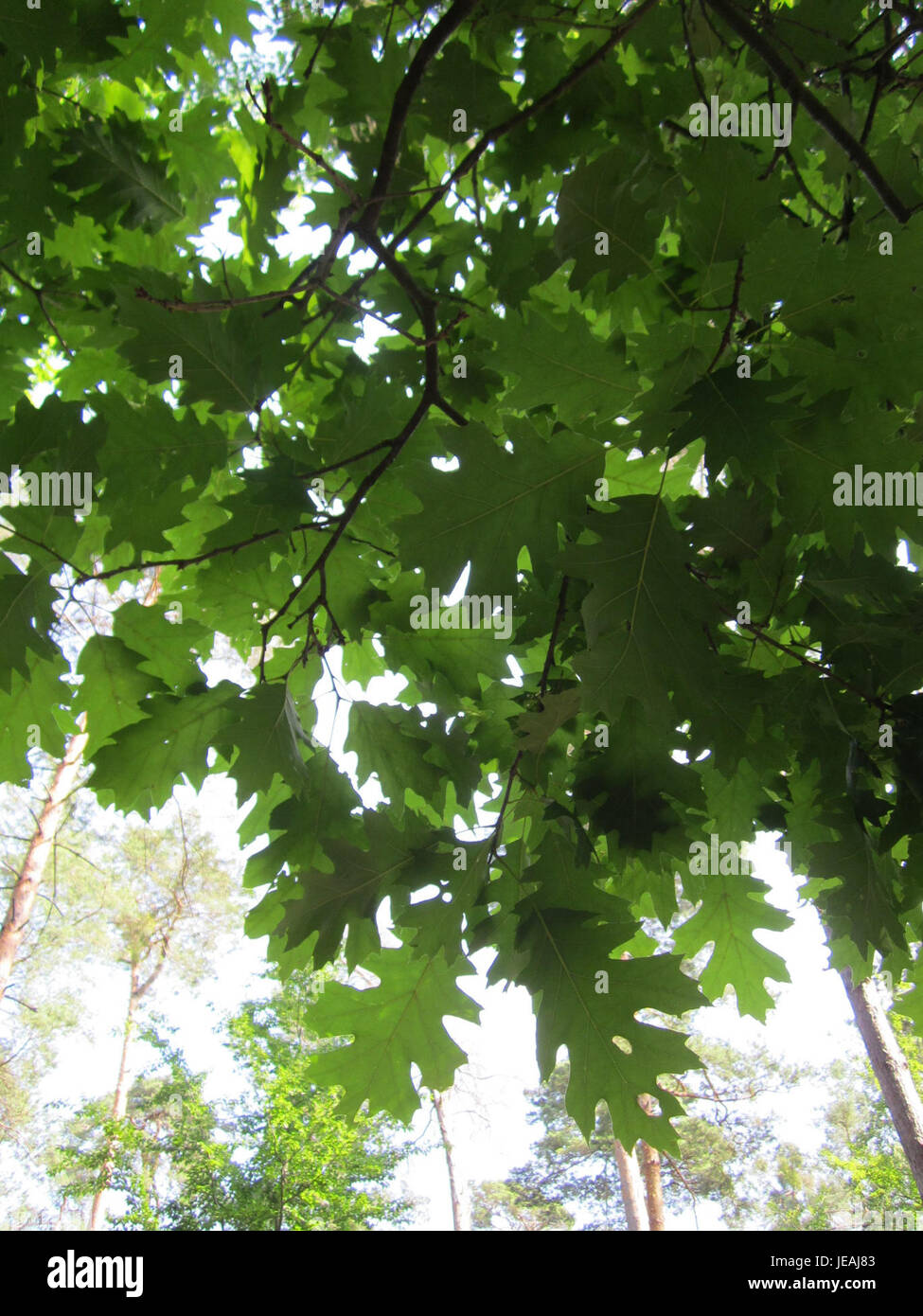 The image shows a scene from Schwetzinger Hardt, depicting a red oak ...